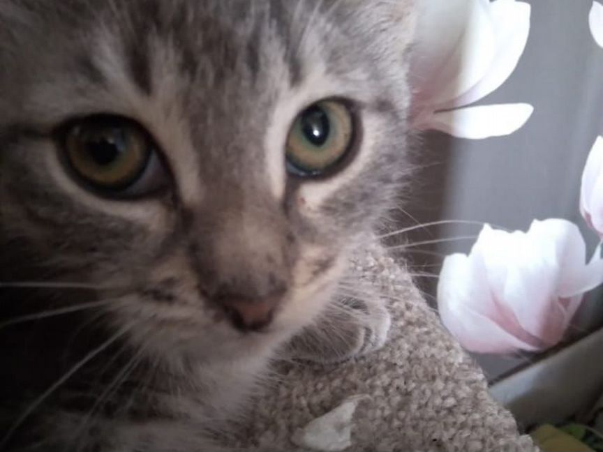 Кошка