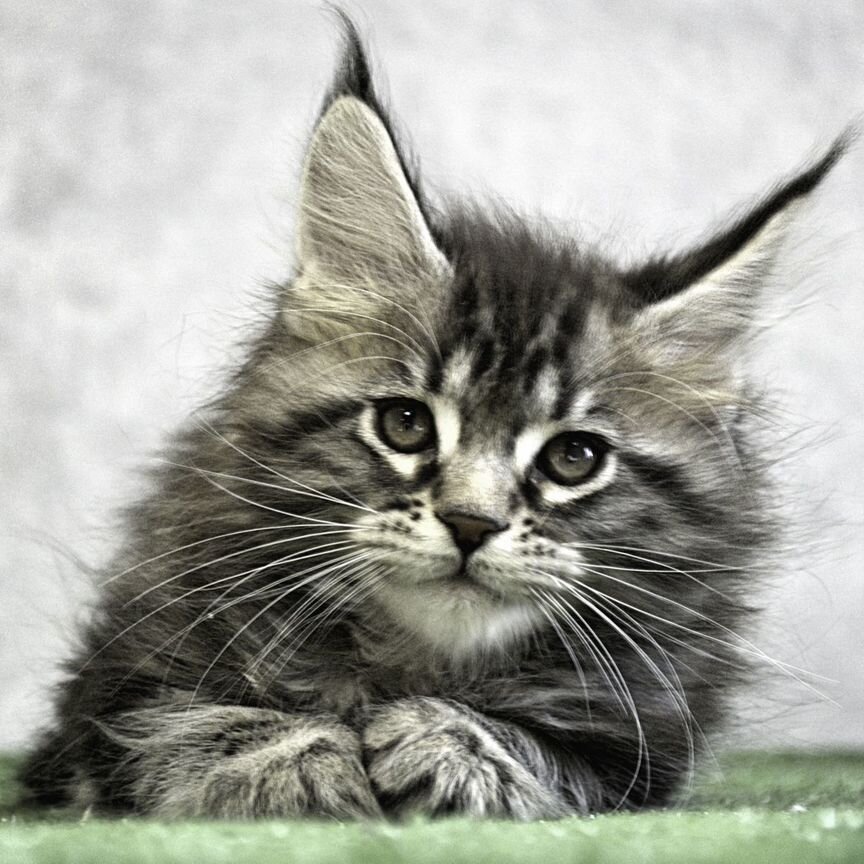 Мейн-кун котёнок