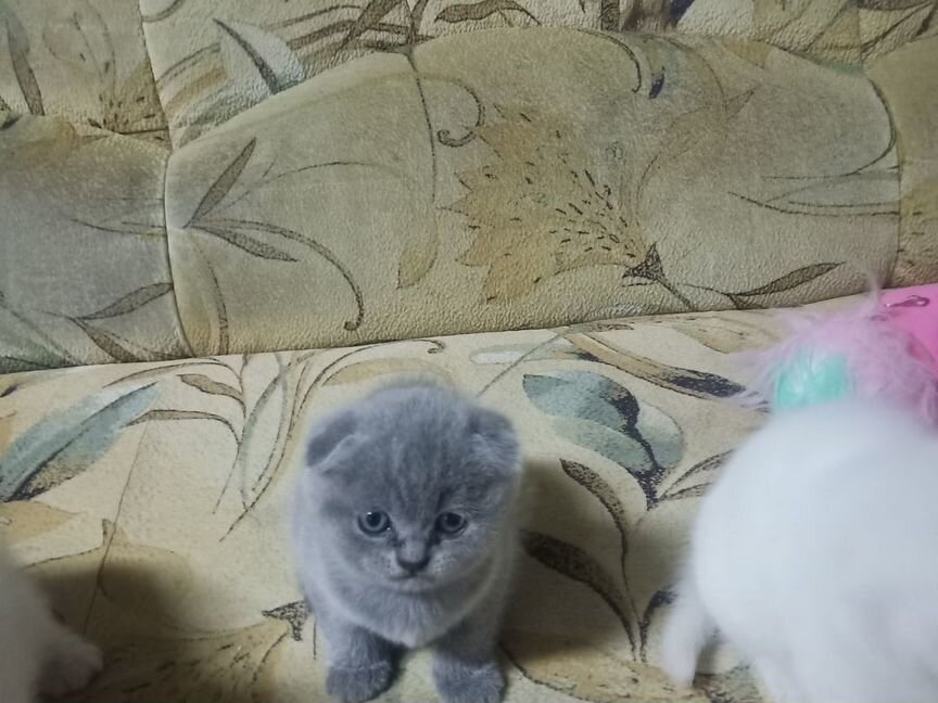 Британские котята