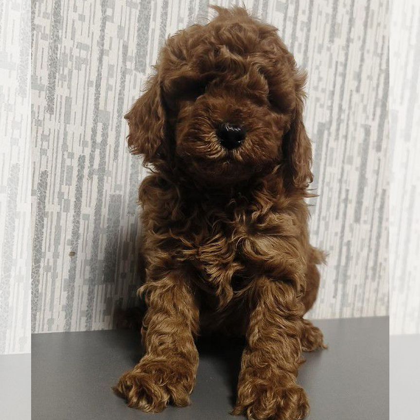 Пудель, щенок