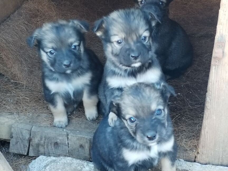 Щенки в добрые руки