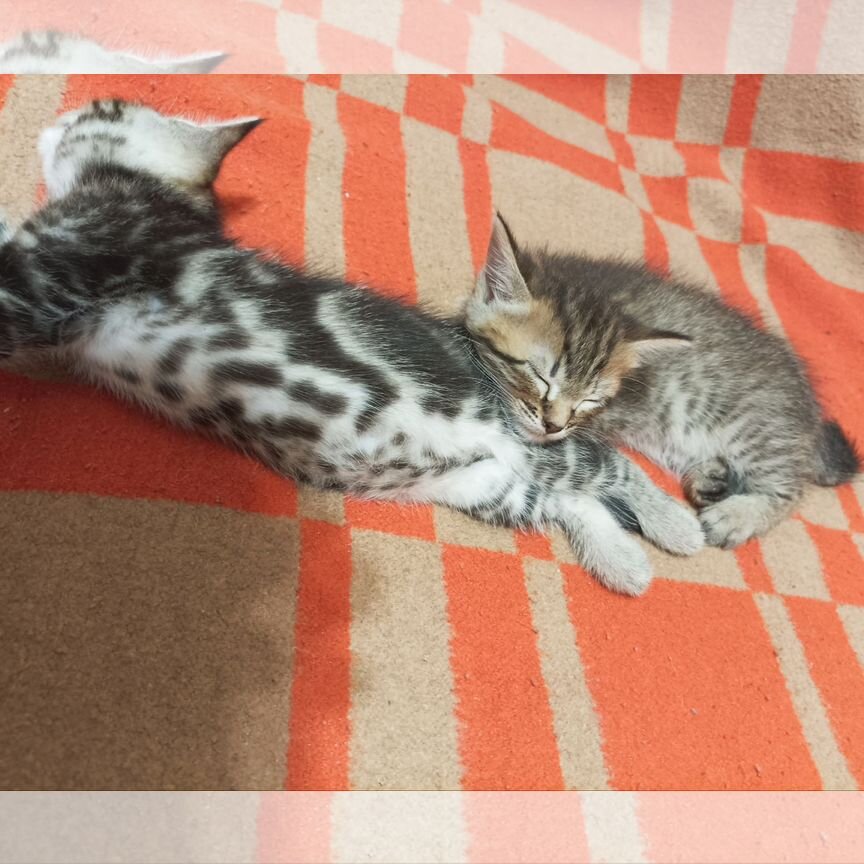 Котята в добрые руки