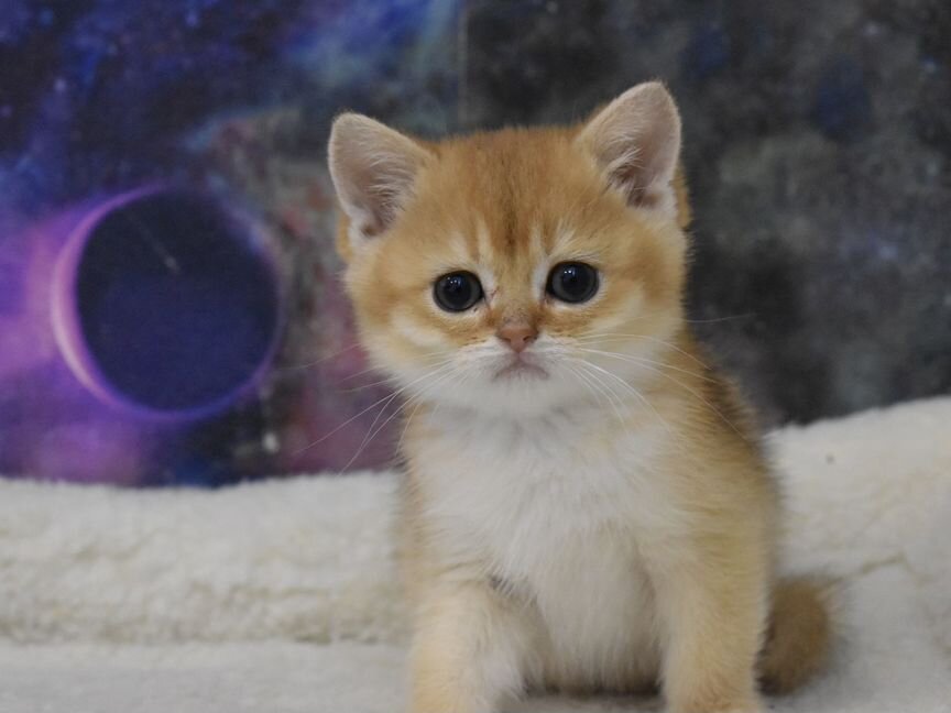 Британская золотая шиншилла