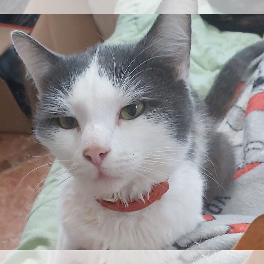 Кот потеряшка