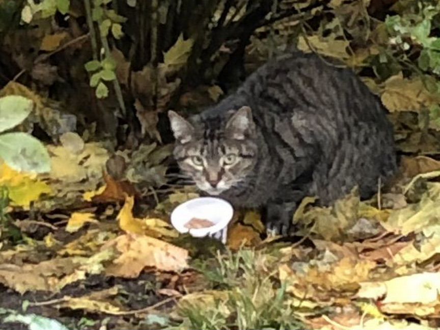 Котик ищет дом