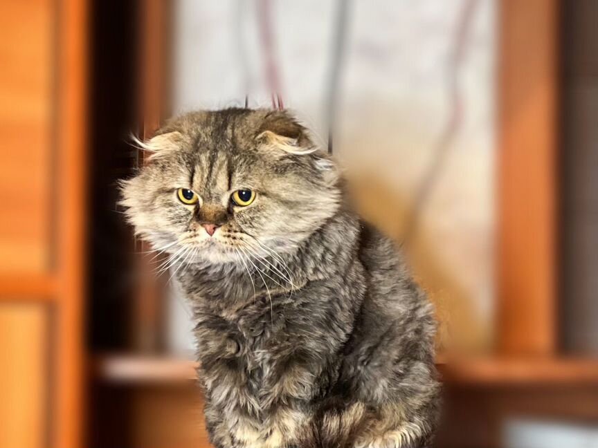 Метис шотландский и сибирский