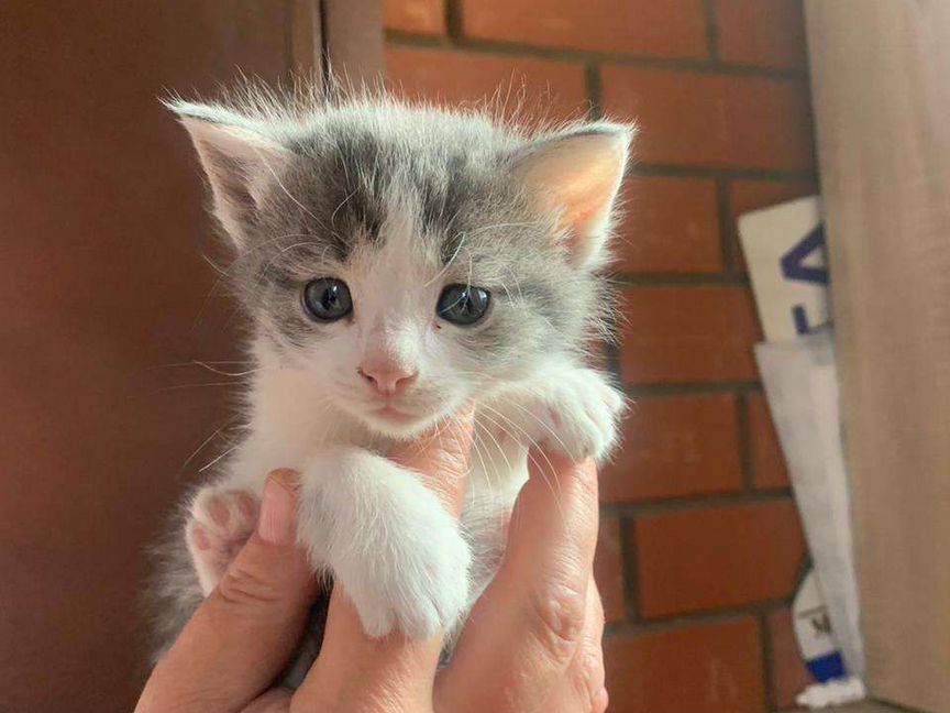 Кошка в дар