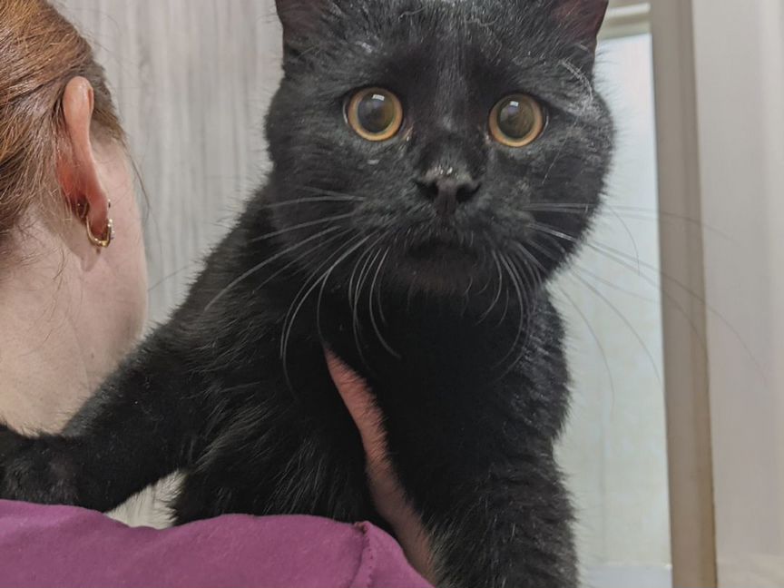 Малыш Васька, ему 4-5 месяцев