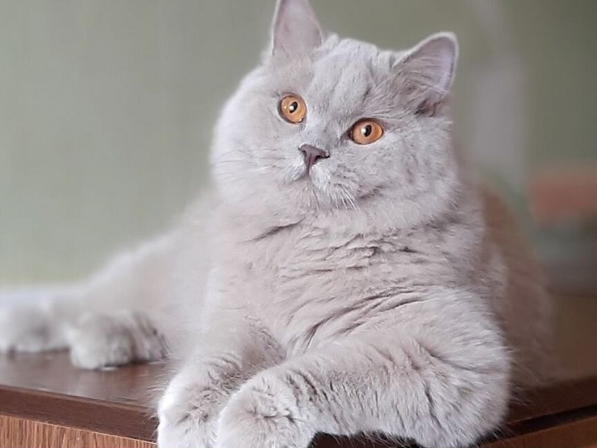 Британская кошка, 1,5 года