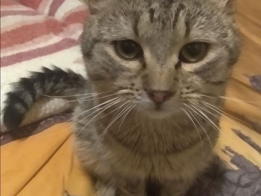 Котик 1 год 9 мес