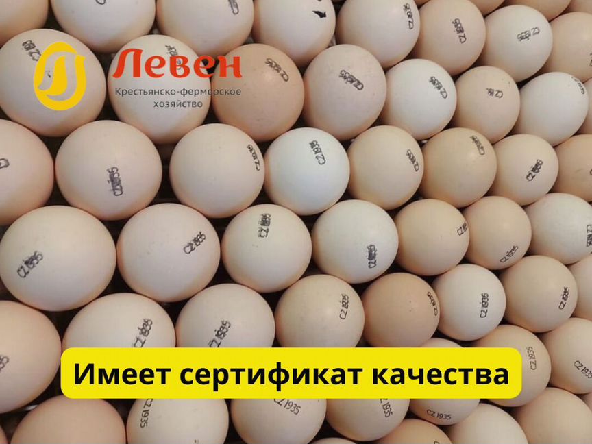 Инкубационное яйцо цылят бройлеров (Европа)