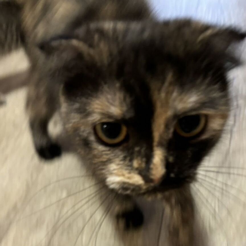 Британская кошка бесплатно