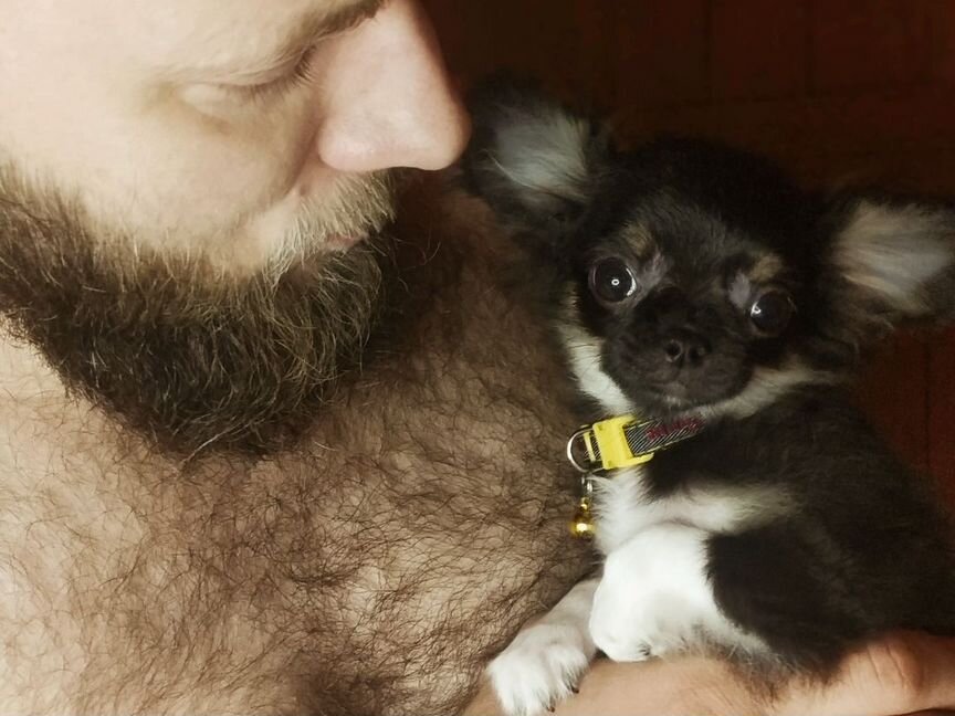 Шикарный мини мальчик породы чихуахуа