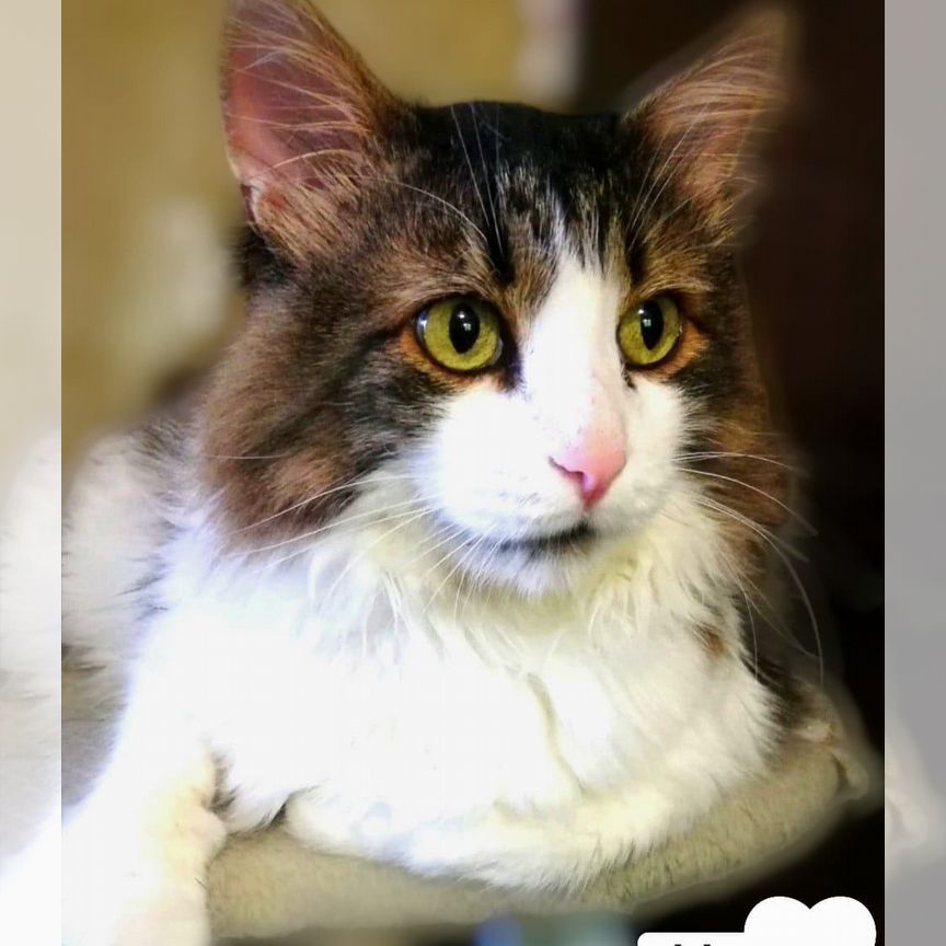 Кот в добрые руки