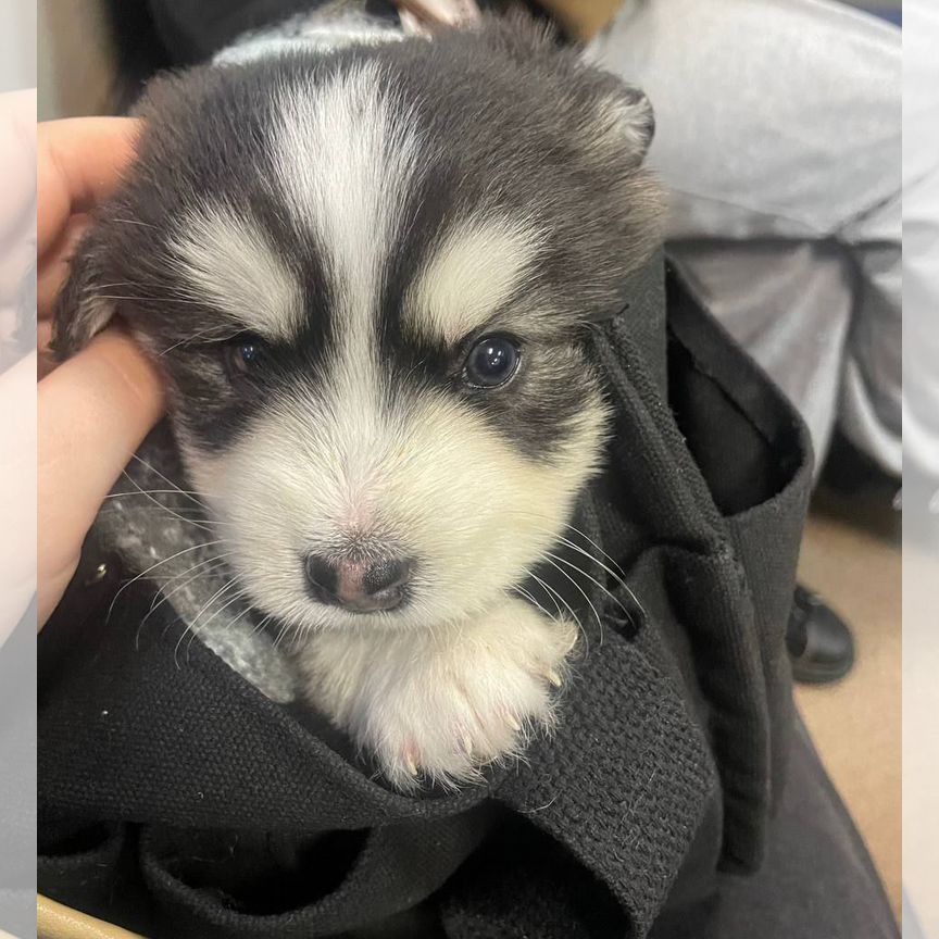 Сибирский хаски, щенок