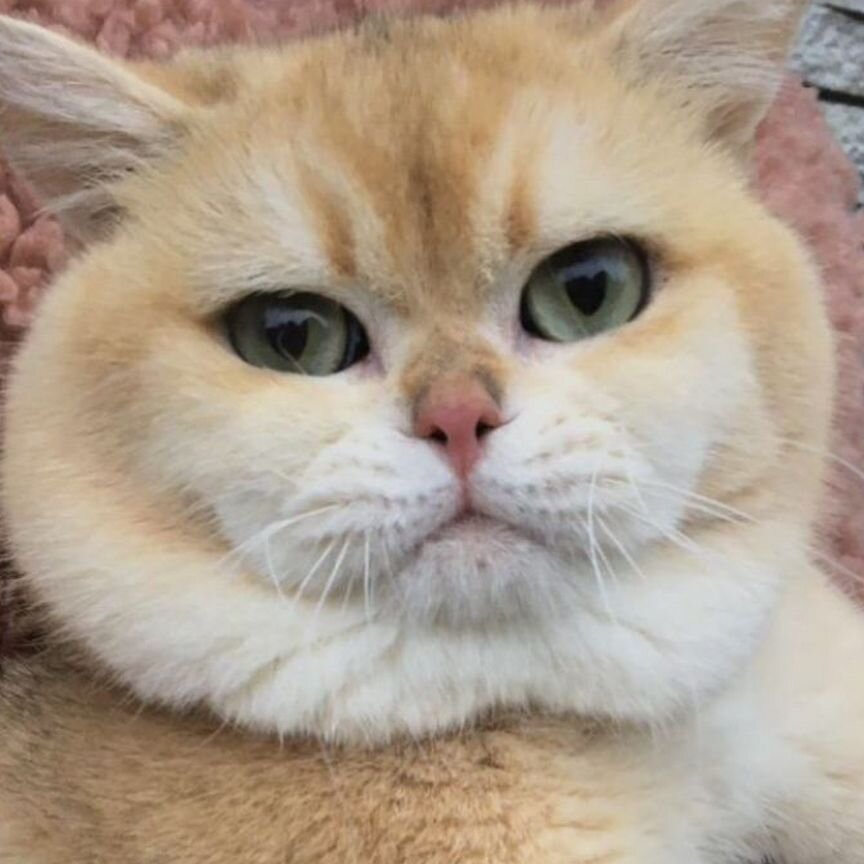 Золотой котик на вязку
