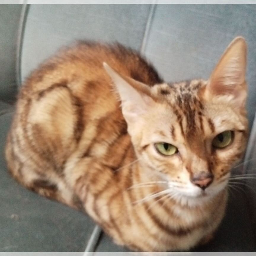 Бенгальская кошка, вязка