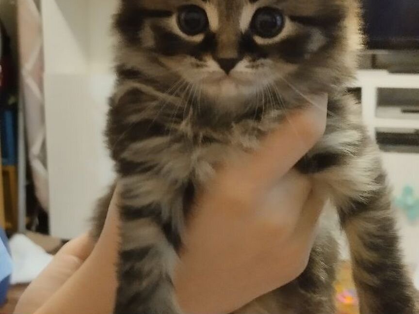 Котята в добрые руки бесплатно