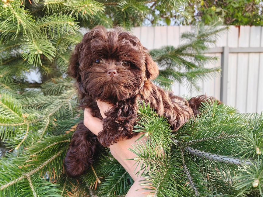 Мальтипу f1, мини, очаровательная девочка