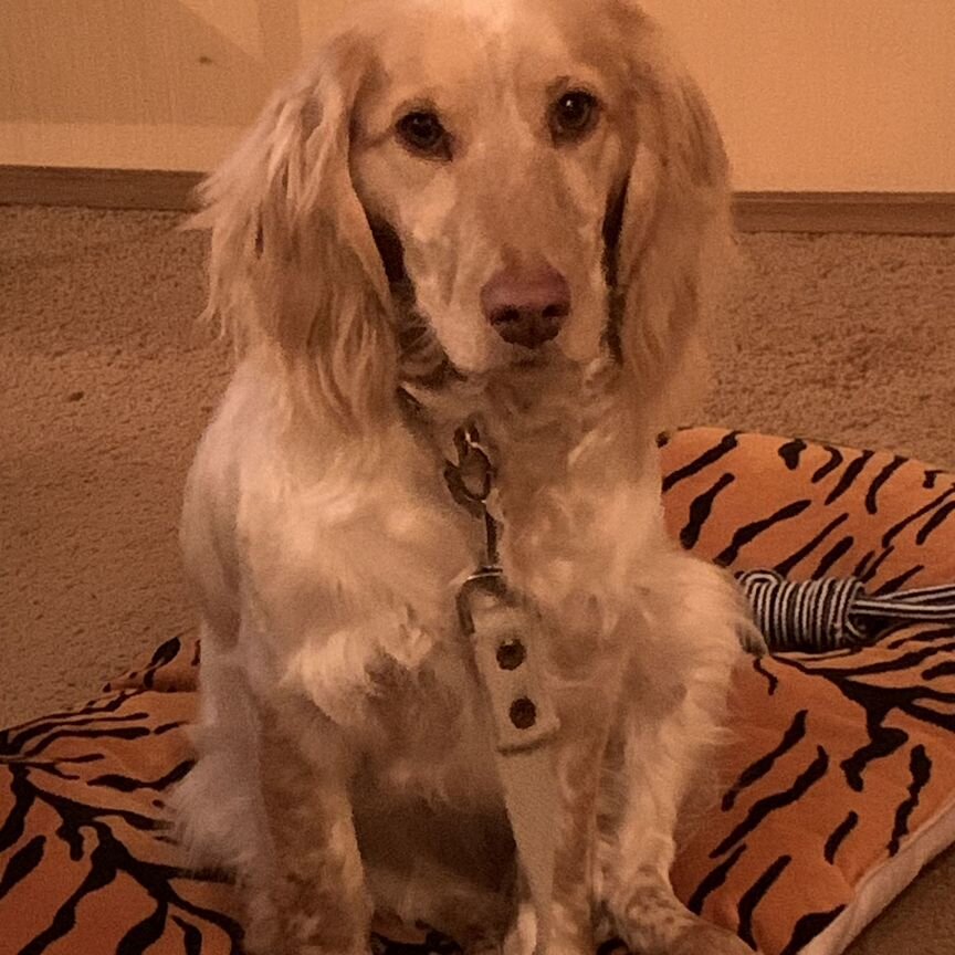 Русский охотничий спаниель, щенок