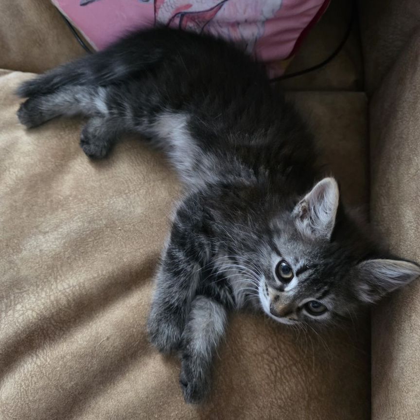 Сибирский котёнок