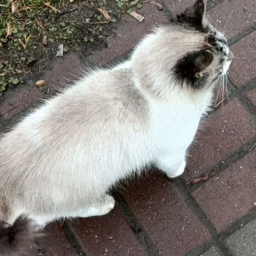 Кошечка ищет дом