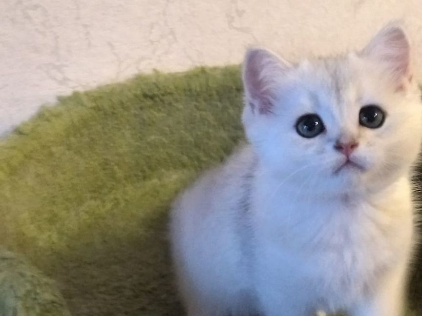 Британские котята