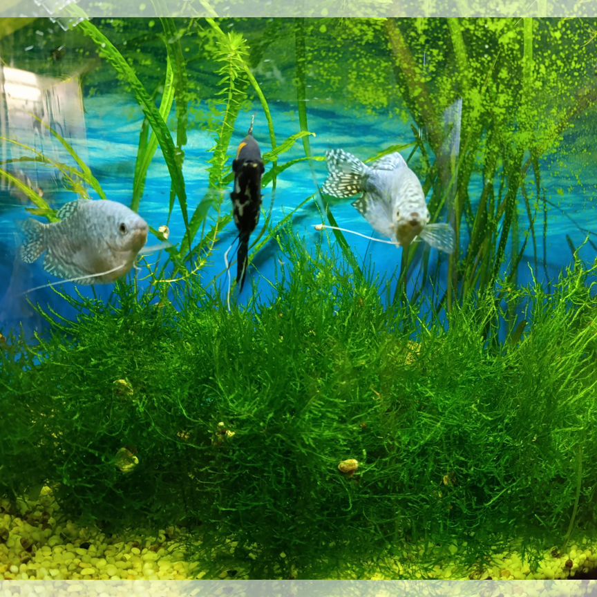 Яванский мох