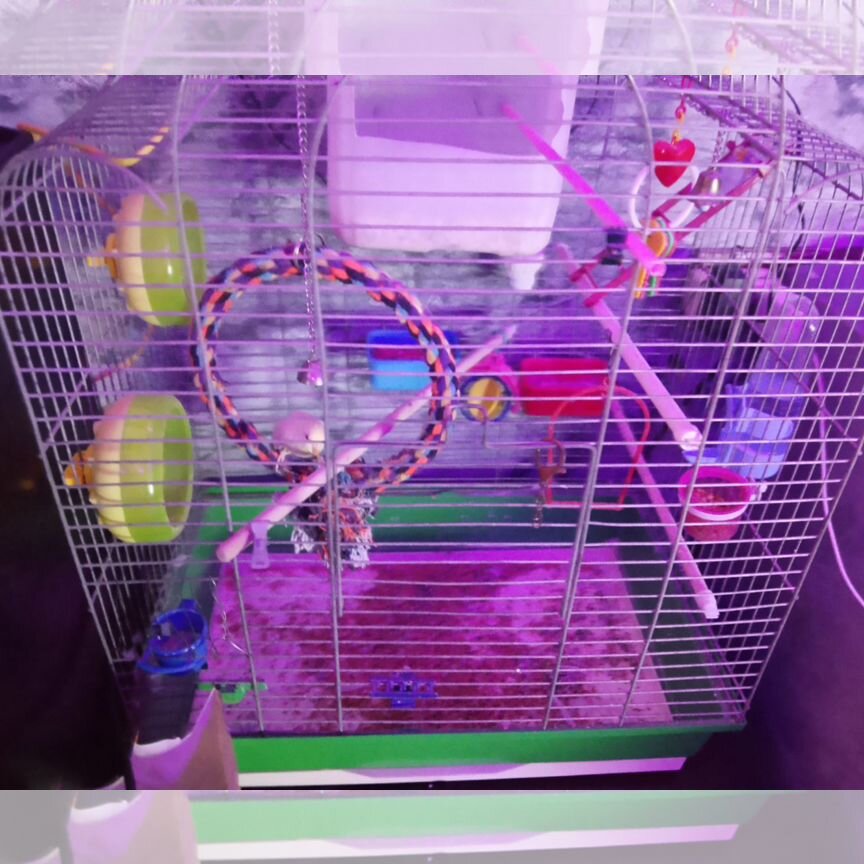 Попугай волнистый