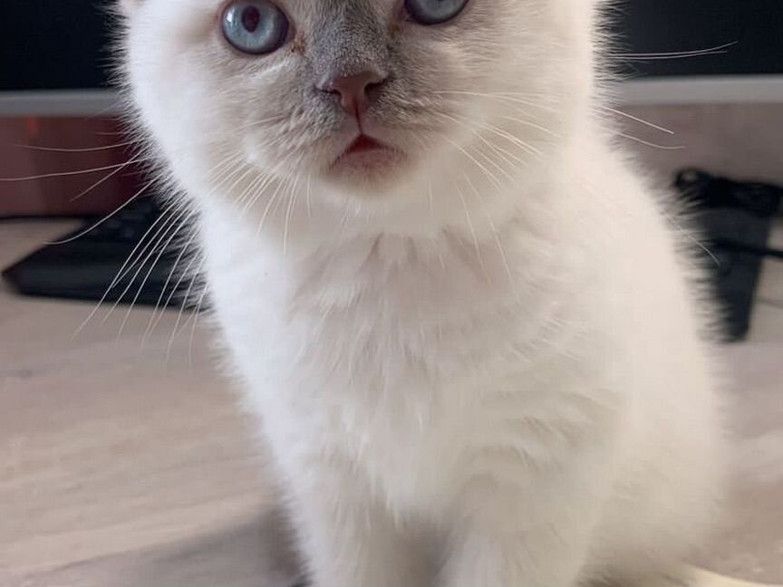 Британский котик