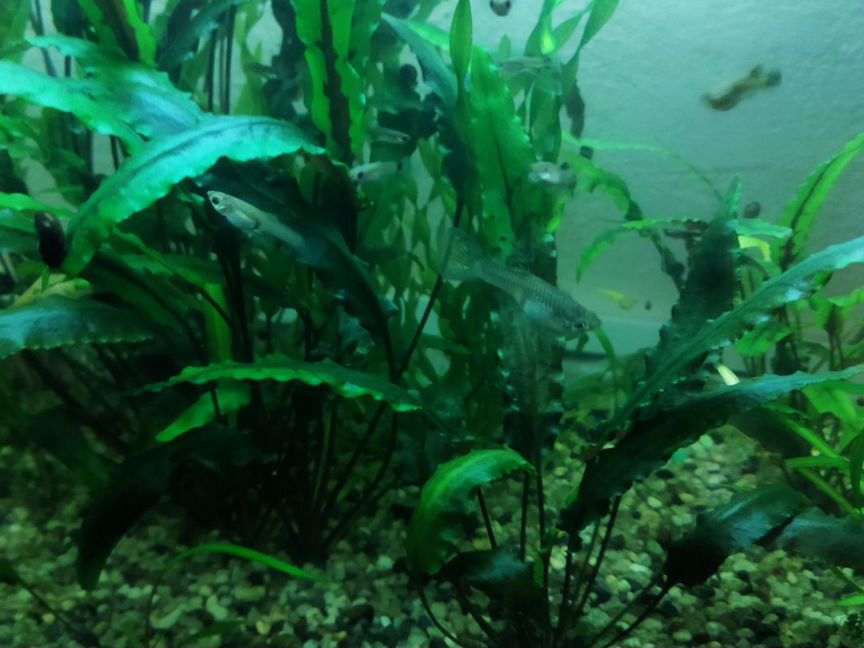 Криптокарина водоросли