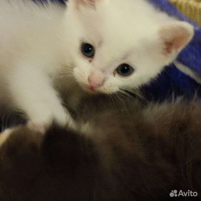 Замечательные котятки