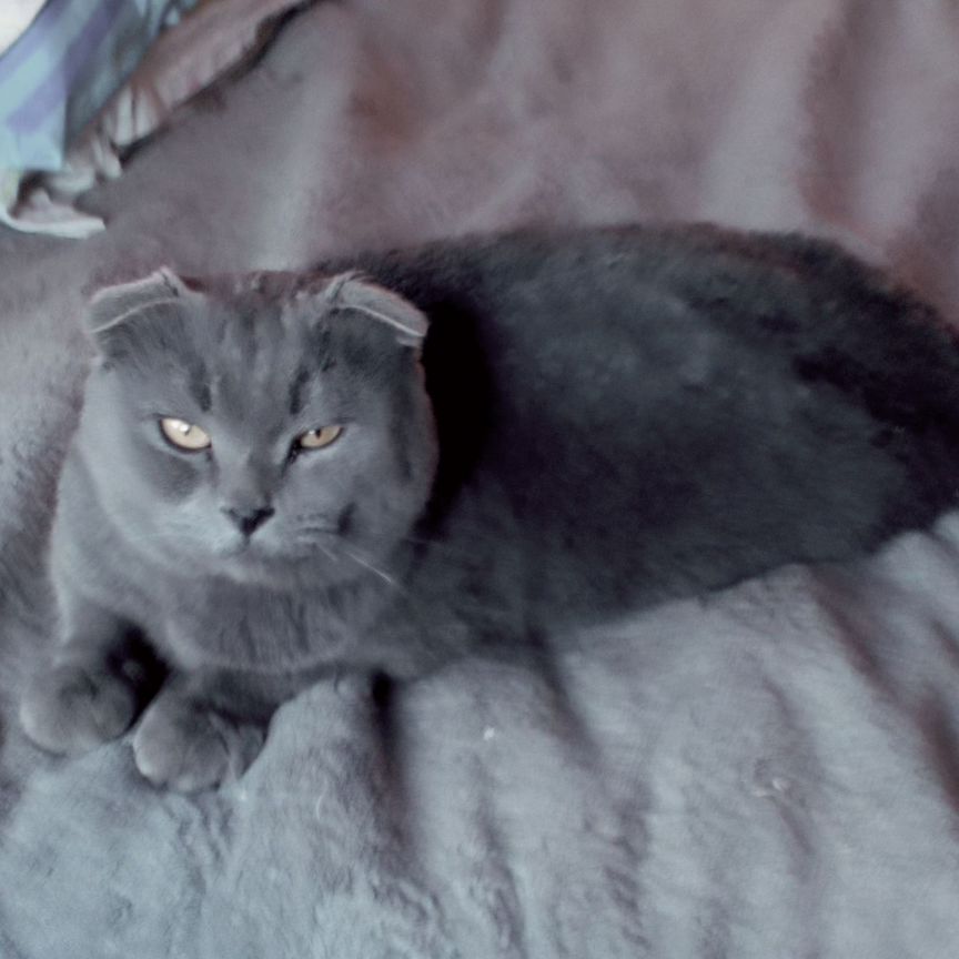 Плюша кошка