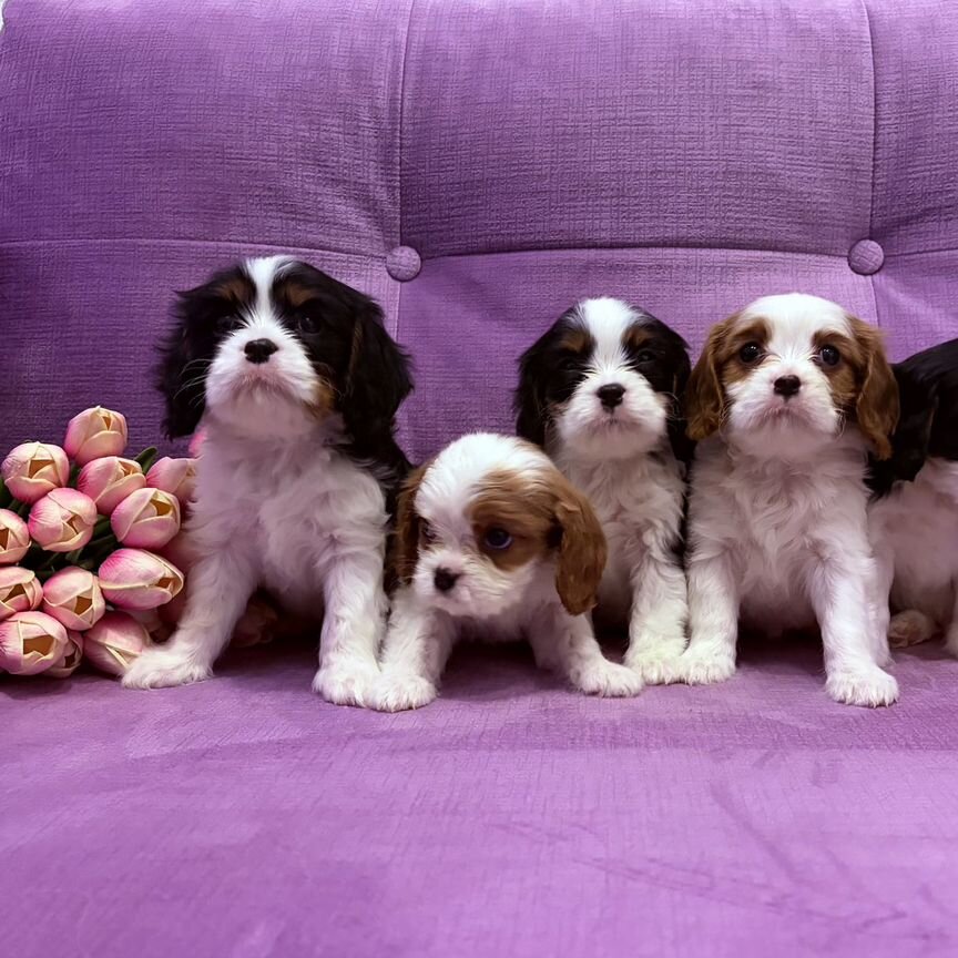 Кавалер кинг-чарльз-спаниель, щенок