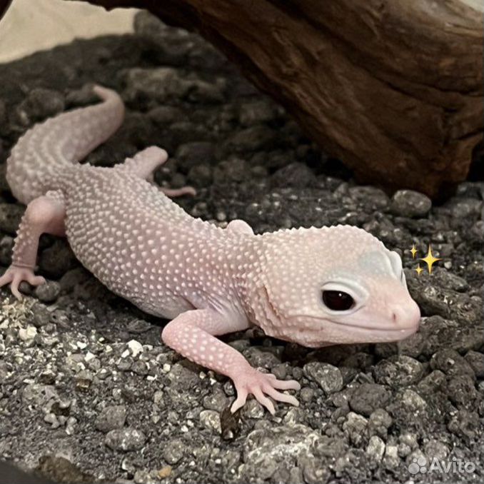 Геккон эублефар