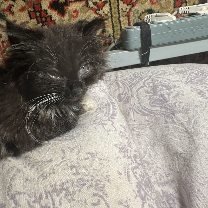 Кошечка котенок в добрые руки