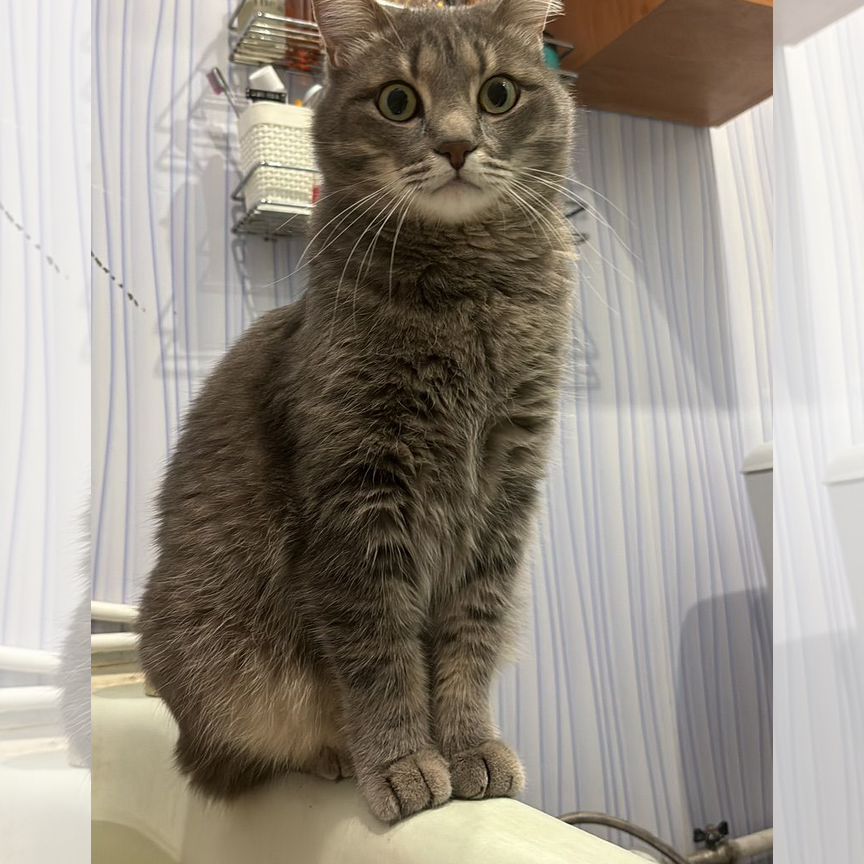 Отдам кота в добрые руки