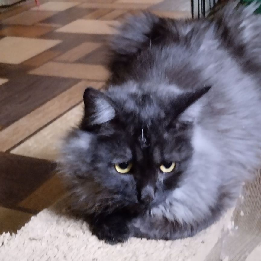 Котик нибелунг в добрые руки