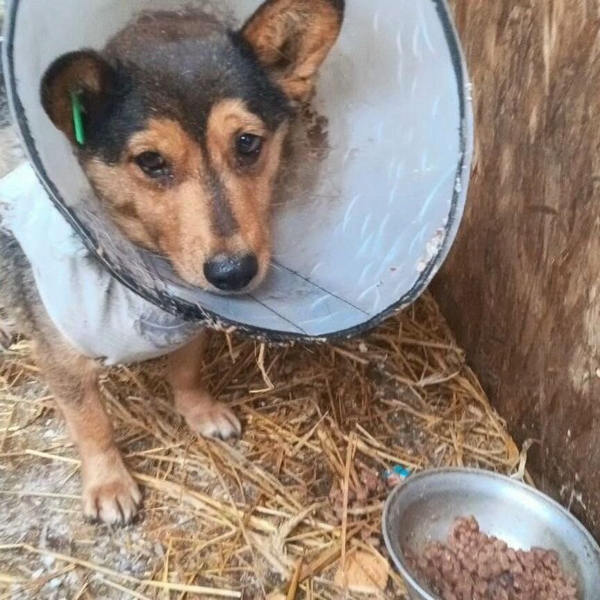 Собака в добрые руки