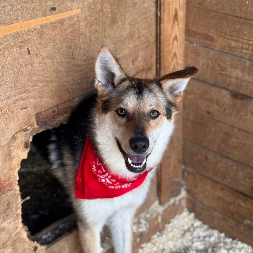 Собака в добрые руки