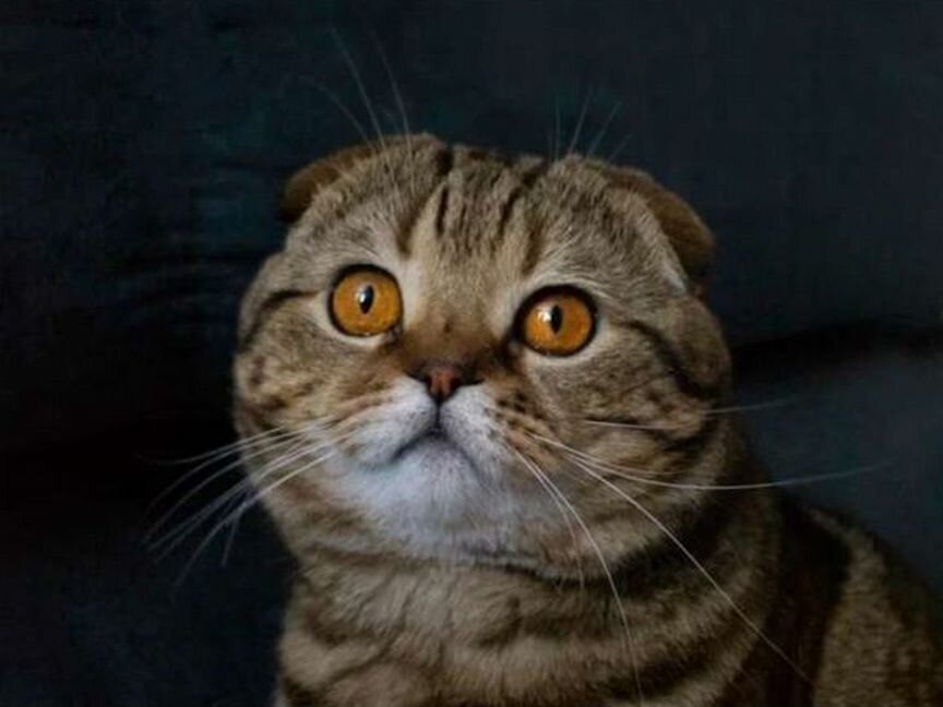 Шотландский вислоухий кот вязка