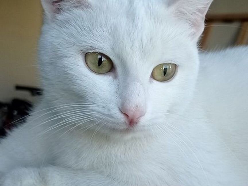 Айси в добрые руки