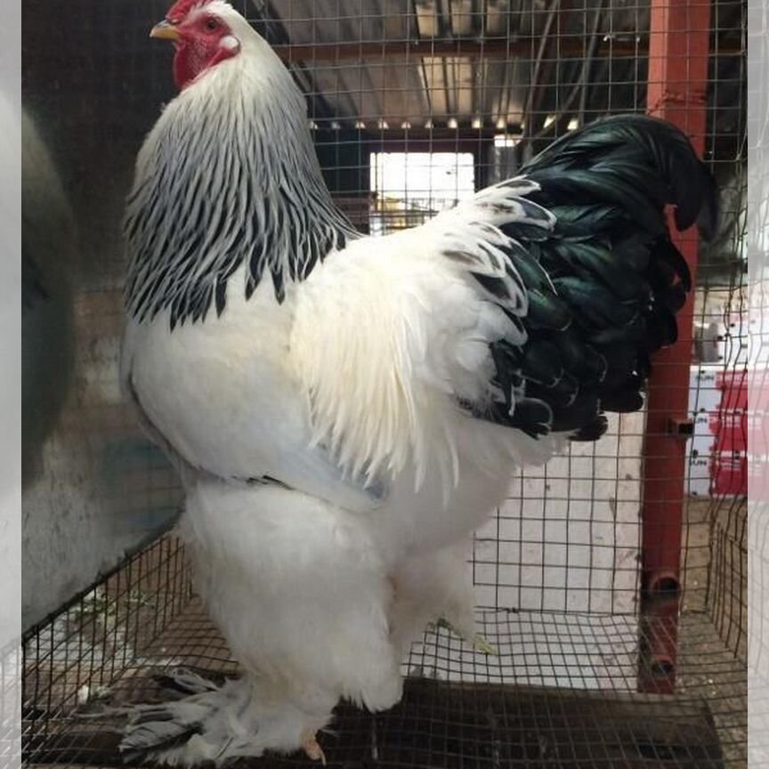 Петух брама колумбийский