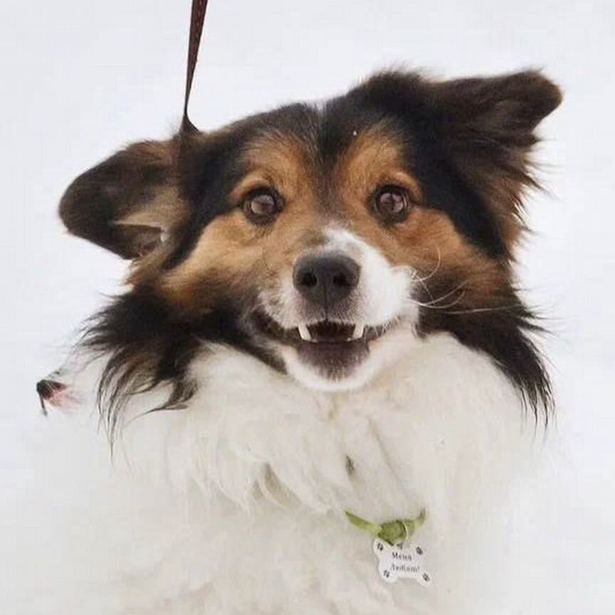 Собачка в добрые руки