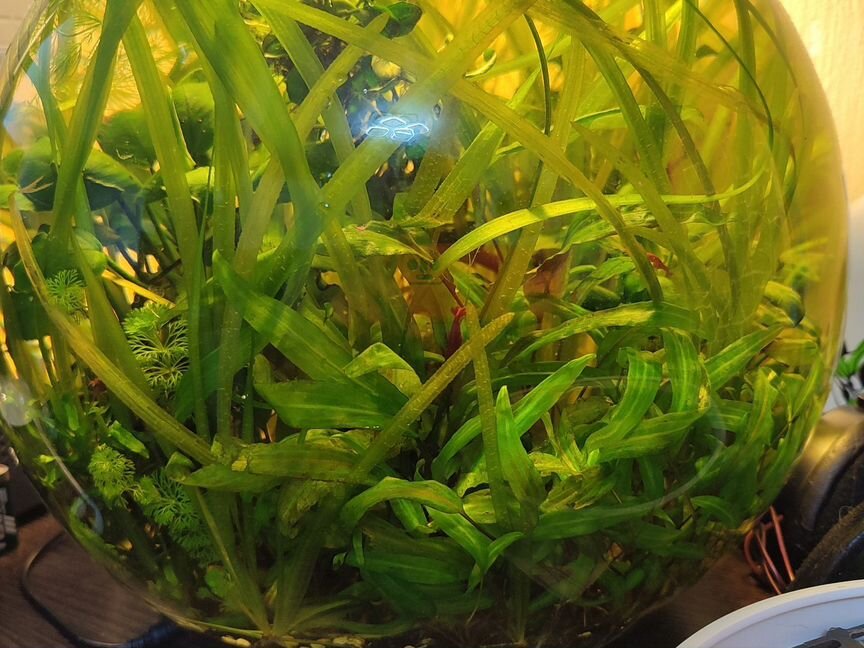 Растения для аквариума