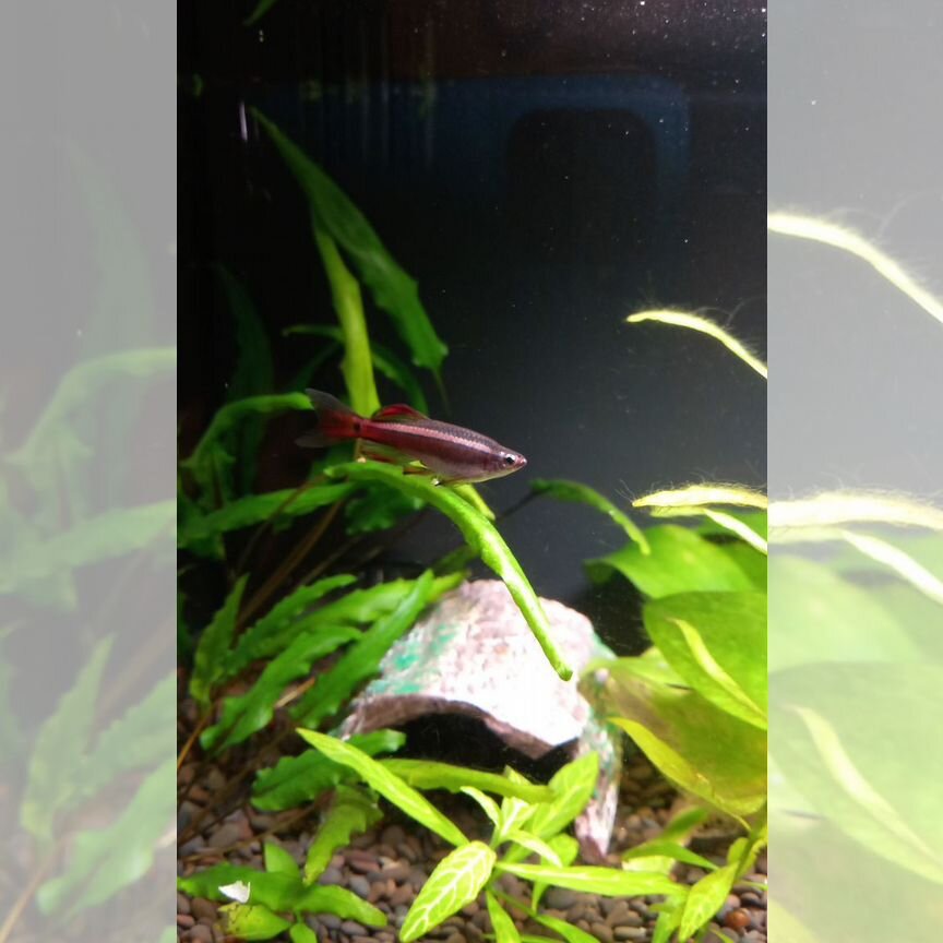 Стайка взрослых кардиналов - 6 штук