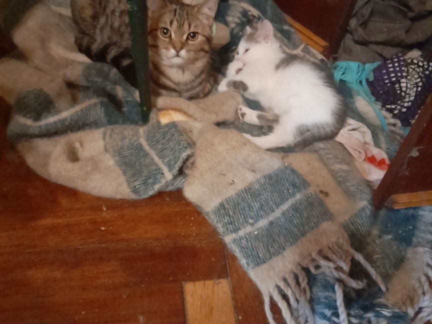 Котики 5,5 месяцев