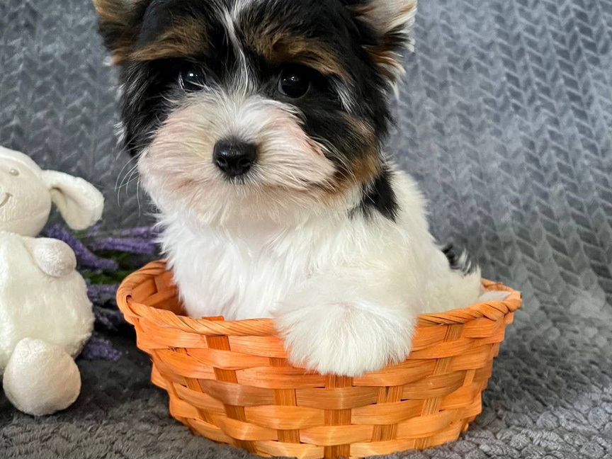 Бивер малышка