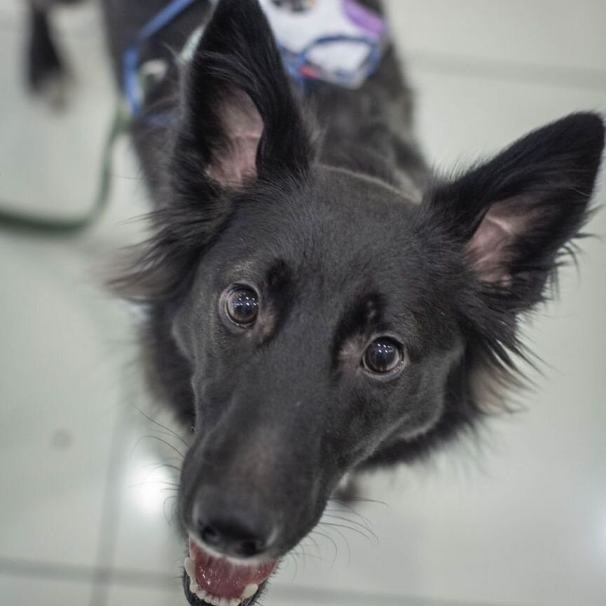 Собака в добрые руки бесплатно