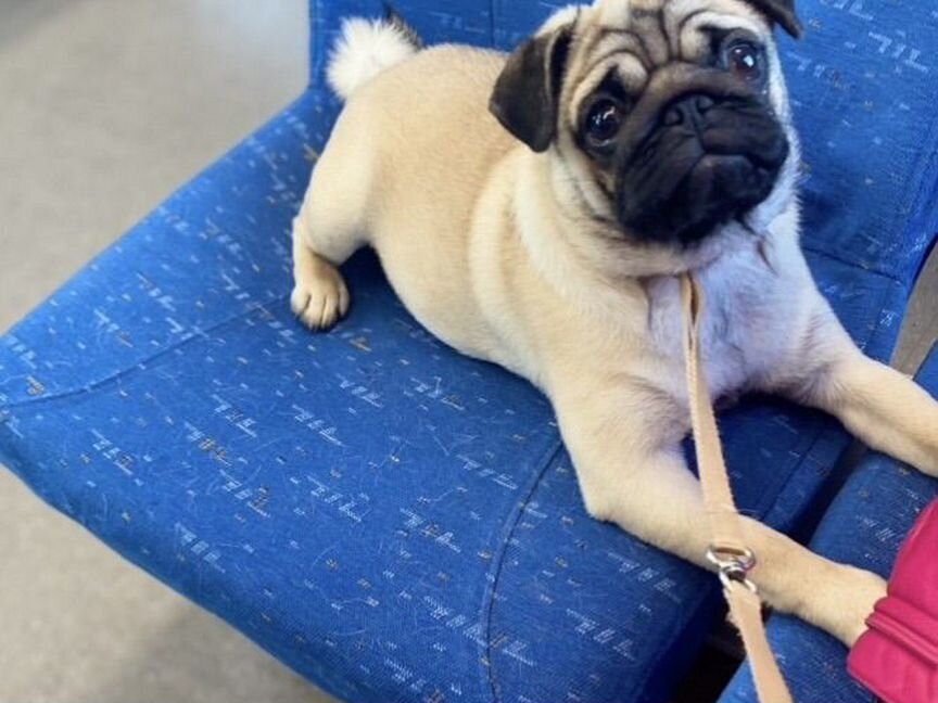 Мопс чудесные девочки для души